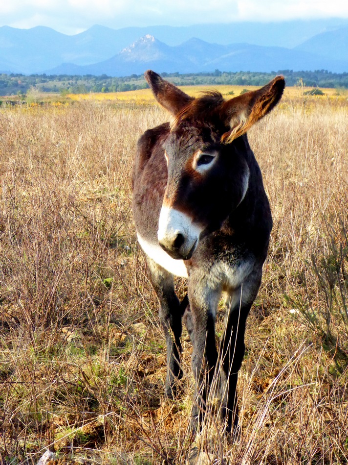 Nuestros burros | BurroTrek