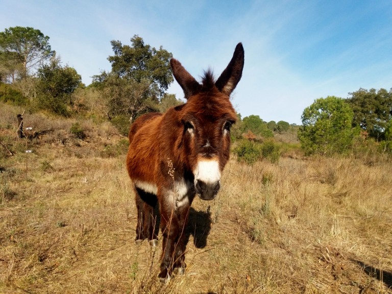 Nuestros burros | BurroTrek