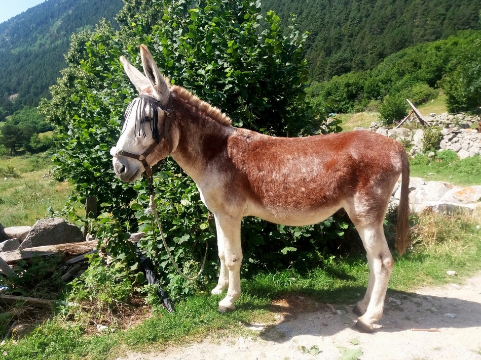 Our donkeys | BurroTrek