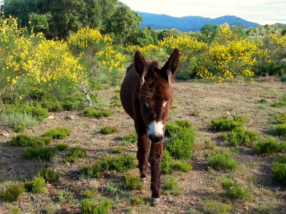Nuestros burros | BurroTrek