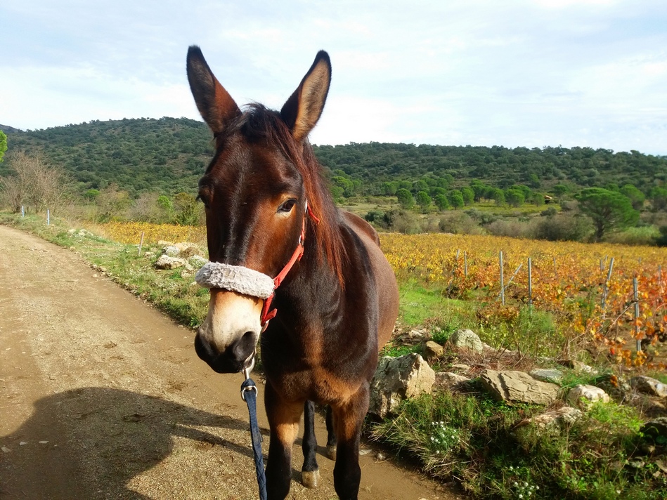 Nuestros burros | BurroTrek
